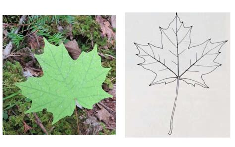 Maple Tree Identification By Leaf Chart And Pictures