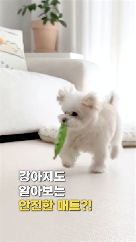 멍멍언니 육아맘 인친님들~♡ 자 들어봐욧~~~ㅋㅋ 내일 314목 오전 11시에 마이리틀타이거 깜짝 라방이 열려요 마리타 라방이 너무 재미있어서 저도