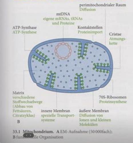 Mitochondrium Flashcards Quizlet