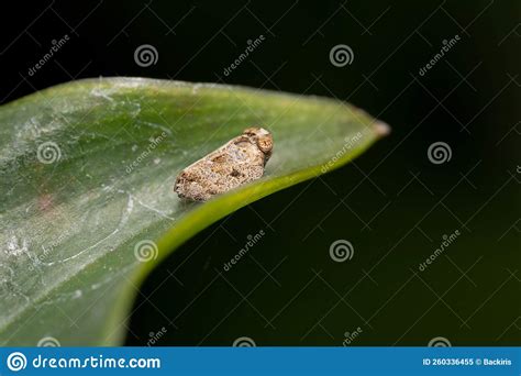 Macro Photo Of Planthopper On Green Leaf Stock Image Image Of Cute Garden 260336455