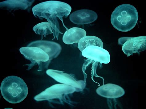 Anatomy Archives Box Jellyfish