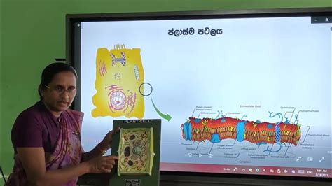 ශාක හා සත්ත්ව සෛලවල ව්‍යුහය හා කෘත්‍ය Youtube