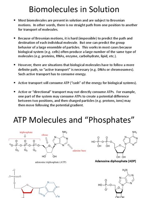 Topic 2 Biomolecules In Solution Pdf Ion Solvation
