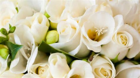 37 Popular White Flowers For Home Gardeners With Pictures