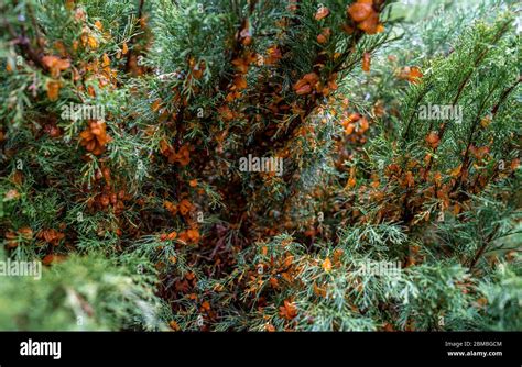 Abundant Growths During Rain From The Spores Of The Fungus Tremella