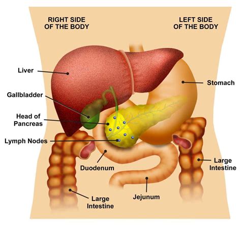 Gallbladder Pain Location Diagram