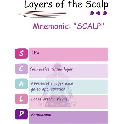 Anatomia Mnemonic Scalp Anatomy Anatomyeducation Anatomia Mnemonic Scalp Anatomy Anatomyeducation