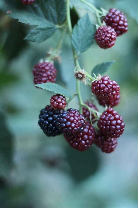 The Best Raspberry Fertilizer And Care Guide