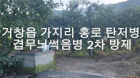 거창읍가지리홍로탄저병겹무늬썩음병2차방제 240731수경남거창거창읍가지리 농합개척농합시너지세트 탄저병겹무늬썩음병방제효과좋음 가조농약종묘사 상담01072582666