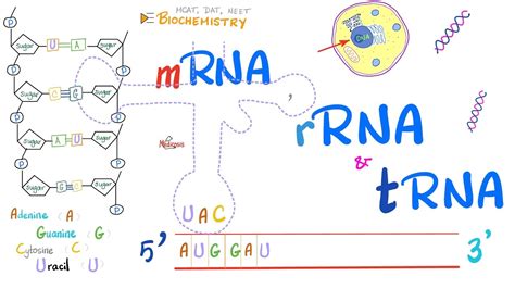 Rna Mrna Trna Rrna And Genetic Mutations Molecular Biology 🧬 Youtube