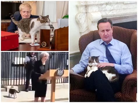 British Royal Cat Larry Also Ran For Prime Ministernetizens Support Enthusiastically Even If