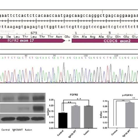 Validation Of Fgfr2 Gene Level And Protein Level Expression In Each
