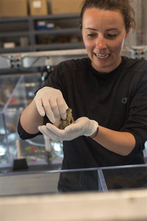 Wyoming Toad Wyoming Toad