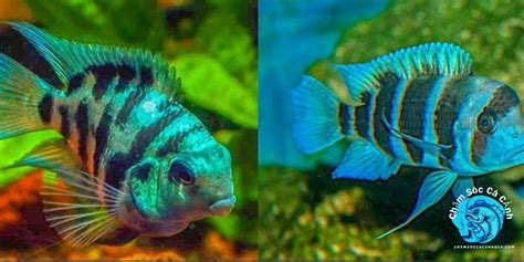 Cá Két Panda Loài Cá Sống Động Dễ Nuôi Và Đầy Màu Sắc