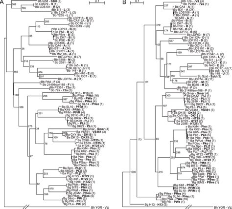 Consensus Phylogenetic Trees Of Representative Ospc Protein Sequences