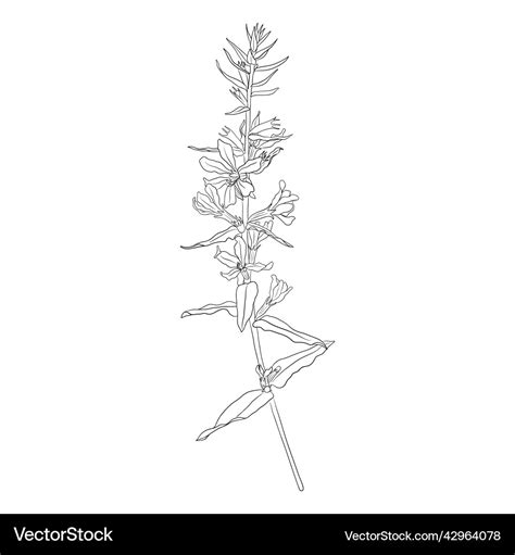 Purple Loosestrife Drawing
