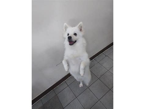 스피츠믹스 자두 강아지책임무료분양♥ 강아지파양 고양이파양 유기견무료분양입양 아이조아요양보호소