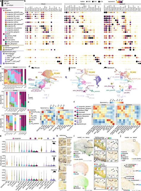 Atlas Of The Glial Cell Types A Cell Types States And Subtypes Of
