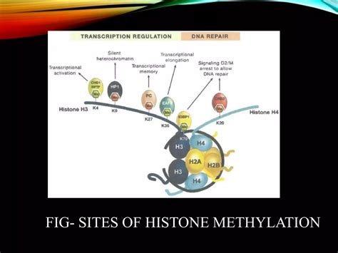 Histone Modifications Ppt