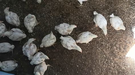 Chickendetection Object Detection Dataset And Pre Trained Model By Cheengfusionex