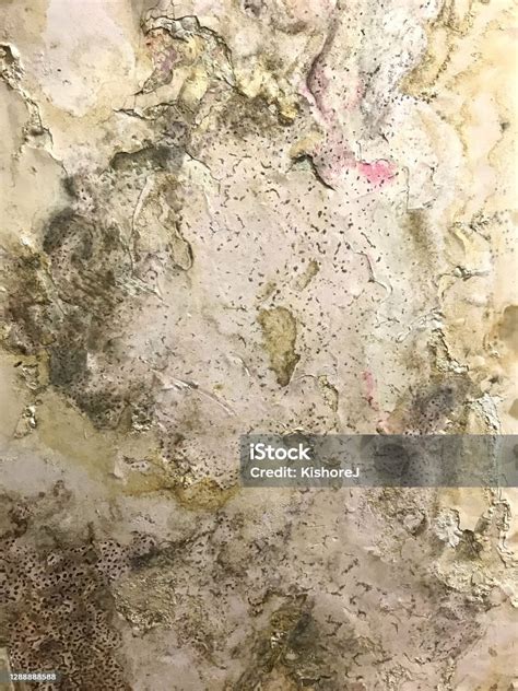 곰팡이 지파로 인한 곰팡이 성장 일반 시멘트 콘크리트 벽에 물 누설 0명에 대한 스톡 사진 및 기타 이미지 0명 Health 거친 Istock