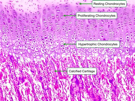 Bone Development