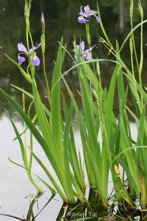 Iris Versicolor Alchetron The Free Social Encyclopedia