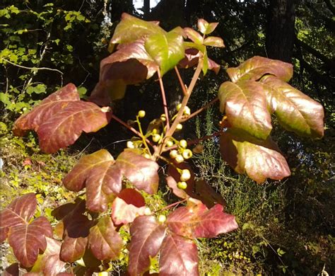 Pacific Poison Oak Toxicodendron Diversilobum Native Plants Pnw