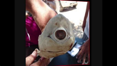 One Eyed Cyclops Albino Shark Caught In Mexicoaudioswapped Youtube