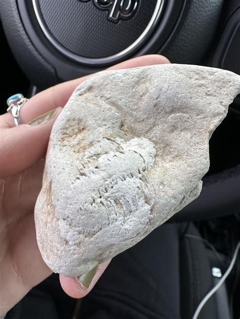 Does Anybody Know What Species Of Trilobite This Is Found In Se Wisconsin On Lake Michigan R