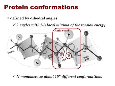 Ppt Conformation Networks An Application To Protein Folding