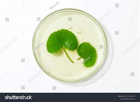 494 병풀 추출물 이미지 스톡 사진 및 벡터 Shutterstock