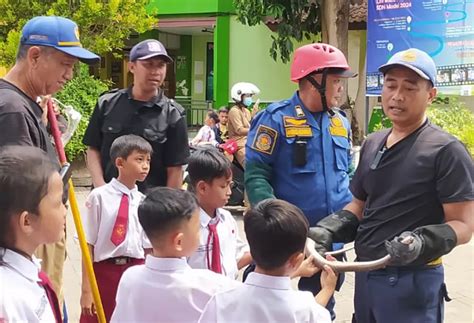 Ular Kobra Muncul Di Halaman Sdn Model Banyuwangi Begini Pesan
