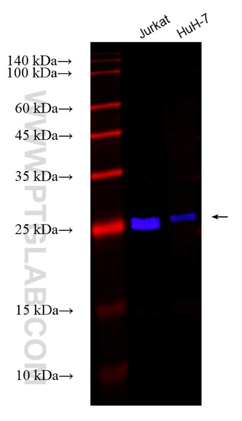 Chmp4b Antibody Cl750 81691 2 Proteintech