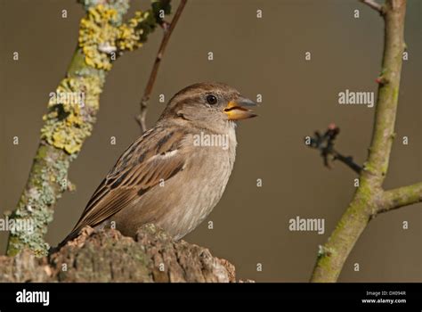 Female Tree Sparrow Hi Res Stock Photography And Images Alamy