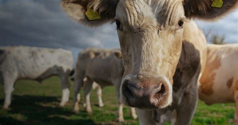 Home Livestock From Abp Food Group