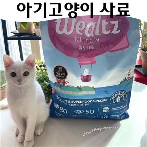 아기고양이 사료 웰츠 캣 키튼 고단백 고영양으로 성장기 챙겨요~ 네이버 블로그
