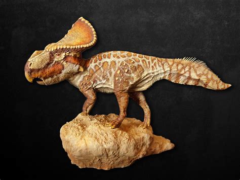 Male Protoceratops Crecy Models