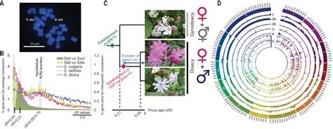 Rapid And Dynamic Evolution Of A Giant Y Chromosome In Silene Latifolia