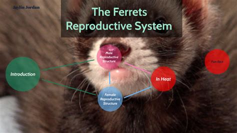 Ferrets Reproductive System By Youngjj 11 On Prezi