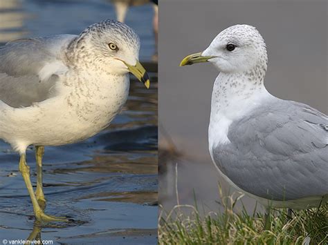 What Is The Difference Between Ring Billed Gull And Seagull Birdful