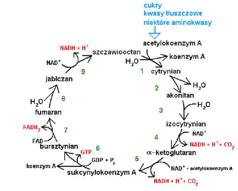 Reakcje Cyklu Krebsa Fizjobazapl