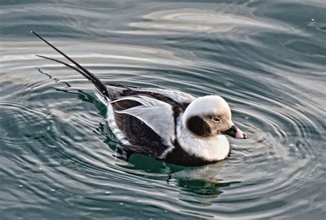 14 Incredible Duck Species