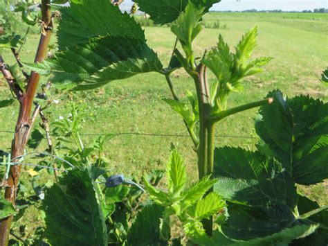 Tipping Blackberry And Black Raspberry Primocanes Purdue University