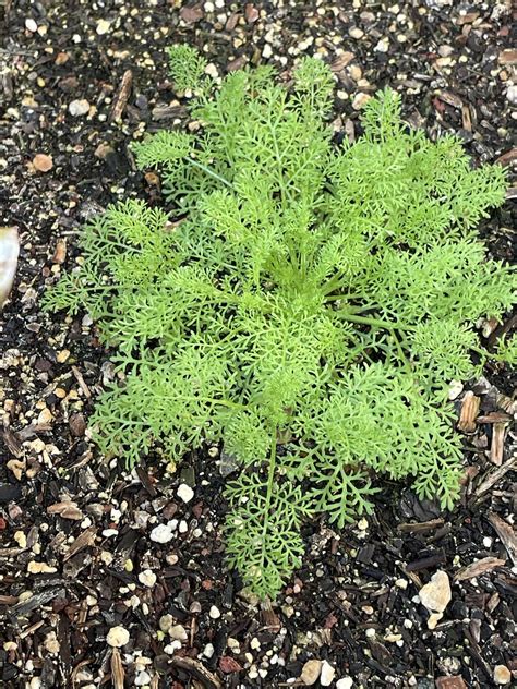 Random Seed That Sprouted In My Garden R Whatsthisplant