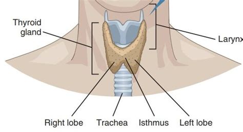 Función Principal Y Secundaria De La Tráquea