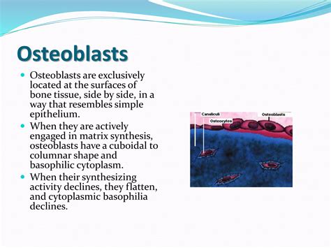 Histology Of Bone Pptx