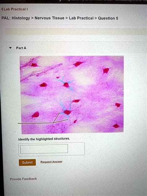 solved lab practical histology nervous tissue lab practical