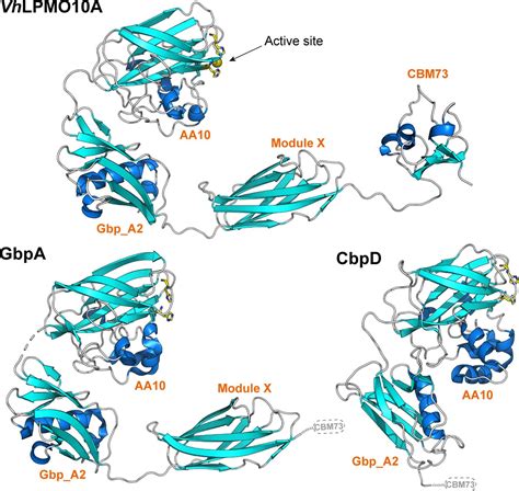 Iucr Unravelling The Secrets Of Multi Domain Lytic Polysaccharide Monooxygenases Lpmos