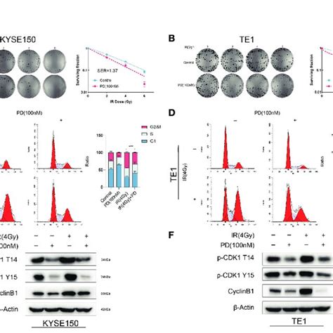 Pd0166285 Is Effective In Escc Cells A The Structural Formula Of Download Scientific Diagram